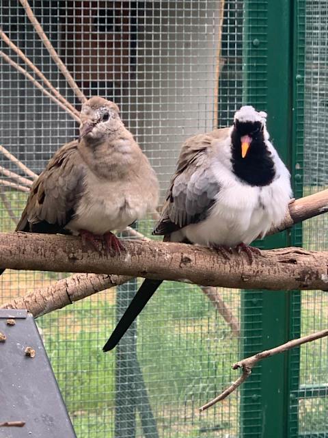 Namaqua Doves / Black mask | Birds | Gumtree Australia Wanneroo Area ...