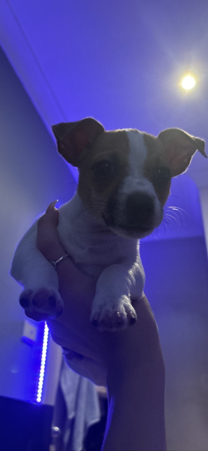 mini foxy pure bred | Dogs & Puppies | Gumtree Australia Maitland Area ...