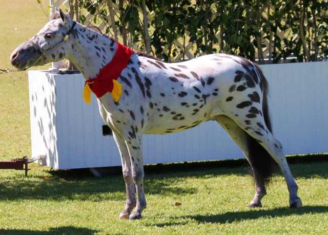 Stud Dispensing Pixie Valley Miniatures Over 30 horses | Horses ...