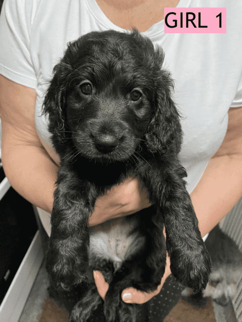 Charming Spoodle (Cockapoo) Puppies | Dogs & Puppies | Gumtree ...