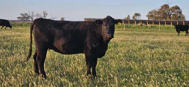 3yo Pure Angus heifers | Livestock | Gumtree Australia Campaspe Area ...