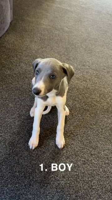 Purebred Whippet Puppies | Dogs & Puppies | Gumtree Australia Towong ...