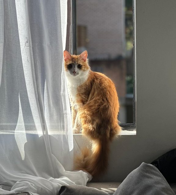 a cat for sell | Cats & Kittens | Gumtree Australia Fairfield Area ...