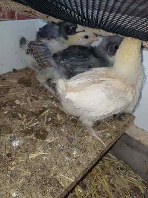 4 week old chickens | Livestock | Gumtree Australia Hume Area - Sunbury ...