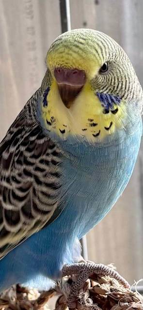 baby budgies - budgie babies | Birds | Gumtree Australia Wollongong ...