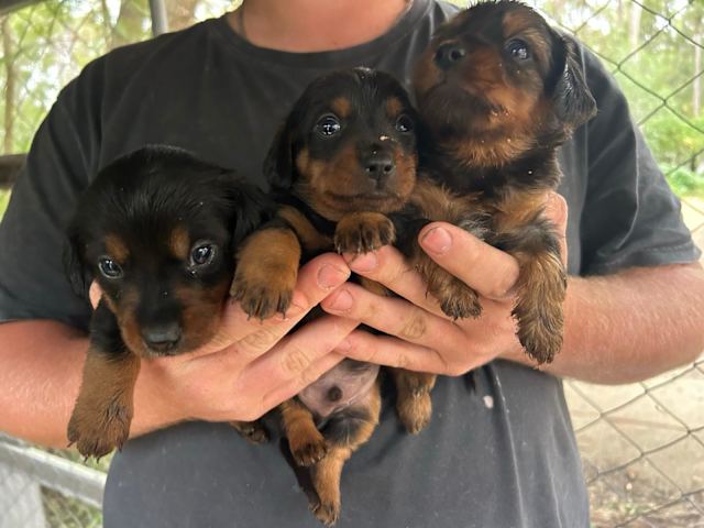 Silky Snag Puppies | Dogs & Puppies | Gumtree Australia Bundaberg ...