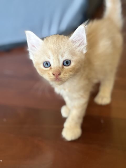 Devon Rex cross kitten -male | Cats & Kittens | Gumtree Australia ...