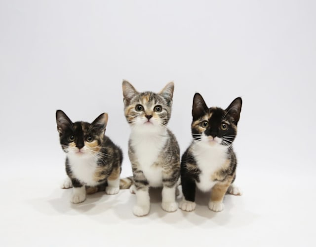 Stunning female tortishell kittens- AFFECTIOATE -ALL VET WORK DONE. | Cats & Kittens | Gumtree ...
