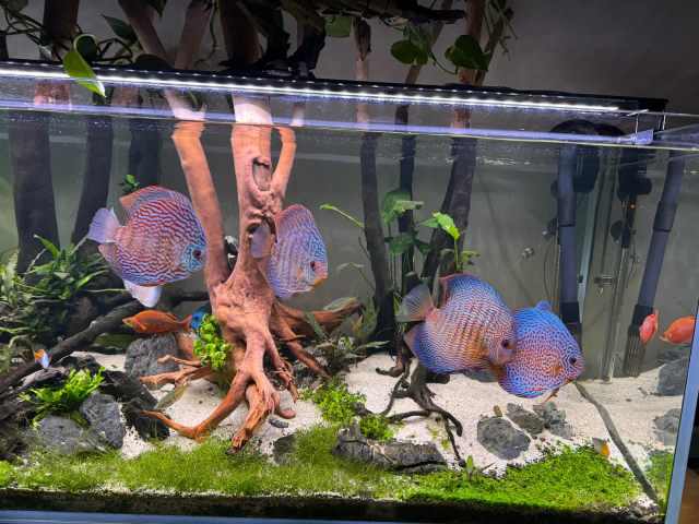 Breeding Pair Discus Fish - Tropical Aquarium | Fish | Gumtree ...