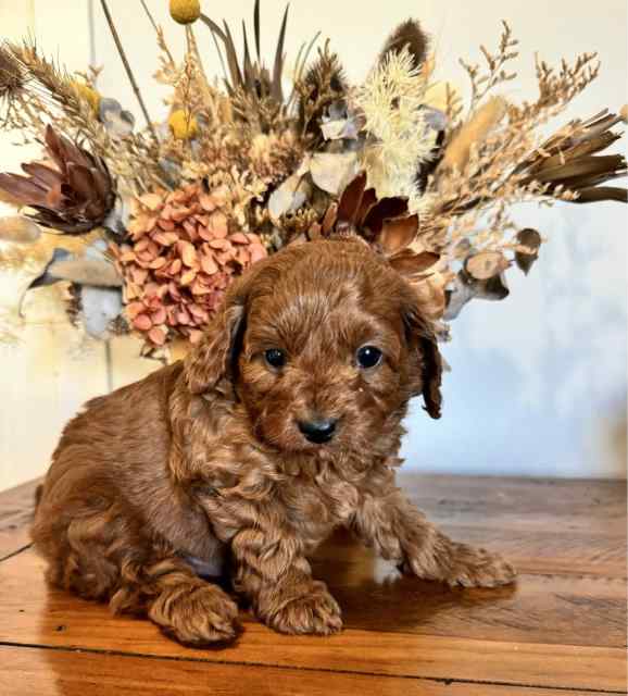 Ruby Toy Cavoodle | Dogs & Puppies | Gumtree Australia Singleton Area ...