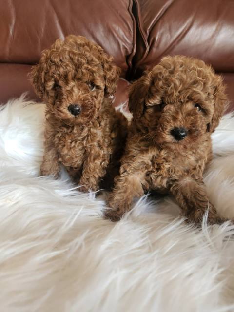 Toy Poodle DNA clear pedigree papered puppies | Dogs & Puppies ...