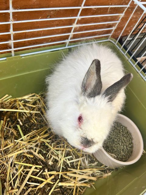 Netherland Dwarf/ Angora Bunny | Rabbits | Gumtree Australia Penrith ...