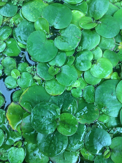 Frogbit pond plants - Plants in Elizabeth SA | Gumtree Australia