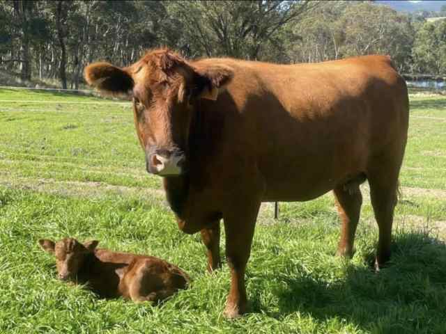 Red angus Cows with calves at foot | Livestock | Gumtree Australia ...