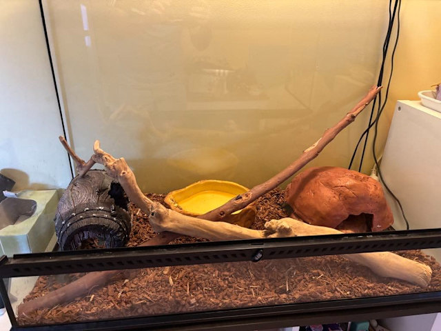 Gorgeous gentle Stimpson Python Male 5YO & Enclosure | Reptiles ...