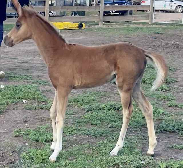 10 month old part welsh filly | Horses & Ponies | Gumtree Australia ...