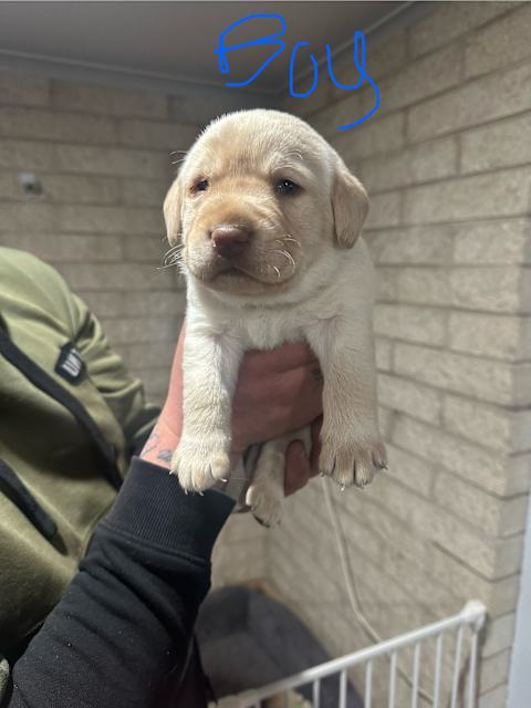 Pure Labrador puppies | Dogs & Puppies | Gumtree Australia Grant Area ...