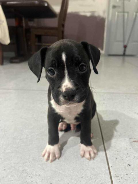 Boxer x English Staffy | Dogs & Puppies | Gumtree Australia Logan Area ...