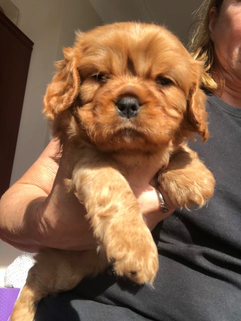 Cavoodle pups - teacup | Dogs & Puppies | Gumtree Australia Sutherland ...