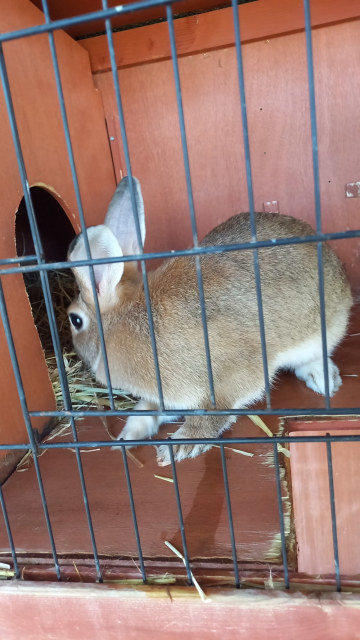 Two free female rabbits with hutch | Rabbits | Gumtree Australia ...