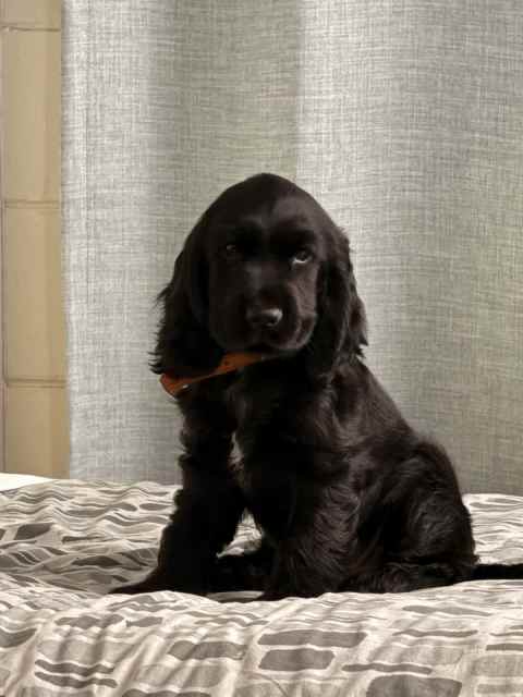 Cocker spaniel boy | Dogs & Puppies | Gumtree Australia Rockhampton ...