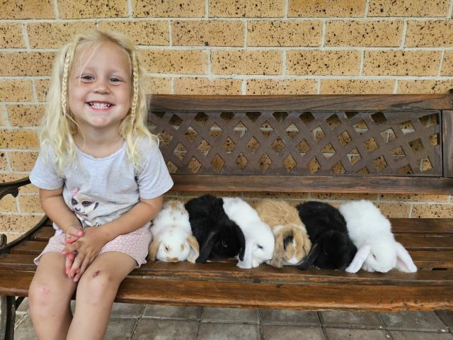 Only 1 left Pure bred mini lops rabbits available | Rabbits | Gumtree ...