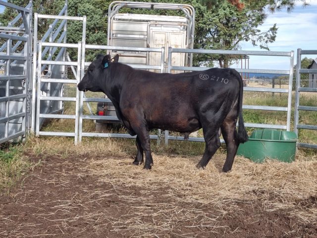 Registed High Spa Angus bull | Livestock | Gumtree Australia Golden ...