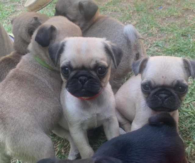 Beautiful pure pug puppies | Dogs & Puppies | Gumtree Australia ...