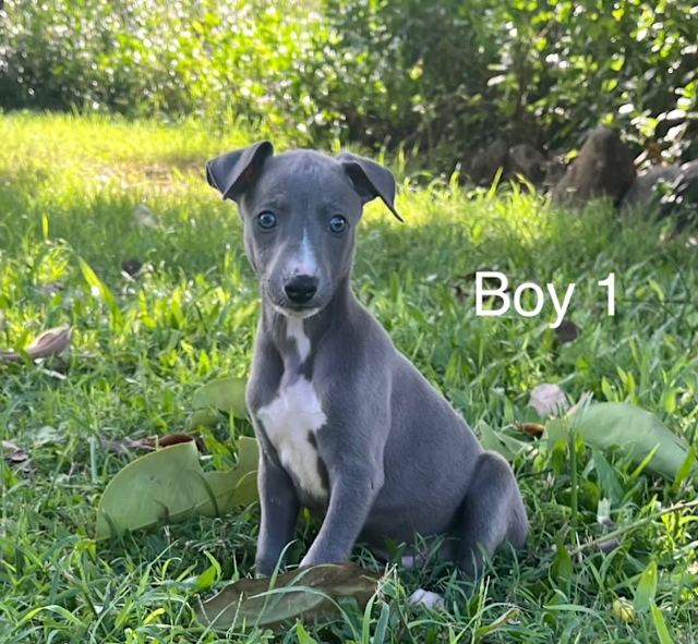 Purebred Whippet Puppies | Dogs & Puppies | Gumtree Australia Gympie ...