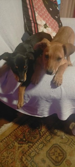 Coolie Kelpie Pups | Dogs & Puppies | Gumtree Australia Walcha Area ...