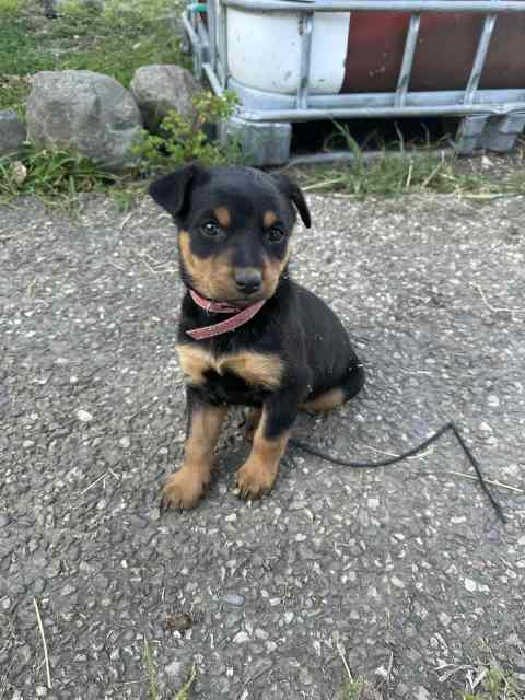 Black tan Kelpie pups working dog | Dogs & Puppies | Gumtree Australia ...