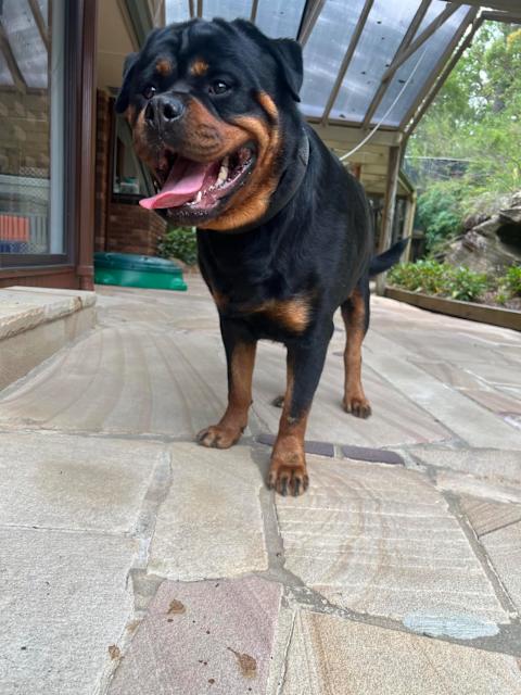 Purebred German Rottweiler Female | Dogs & Puppies | Gumtree Australia ...
