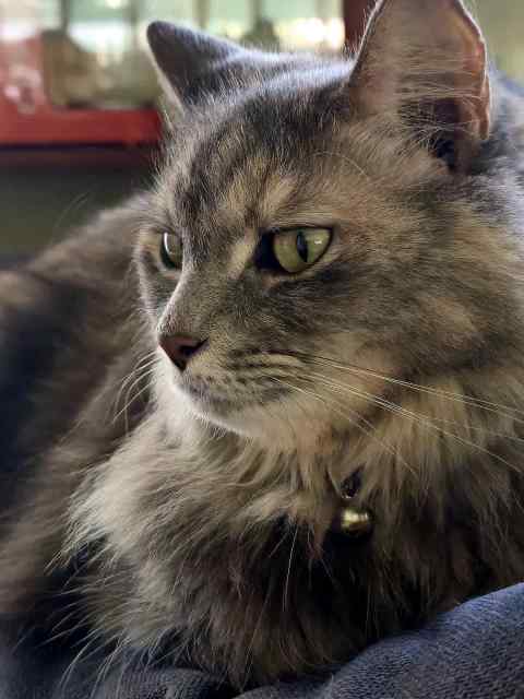 Fluffy loving cat Luna | Cats & Kittens | Gumtree Australia Tablelands ...