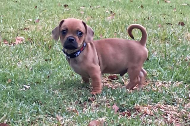 Daug Puppys | Dogs & Puppies | Gumtree Australia Cowra Area - Woodstock | 1331176017