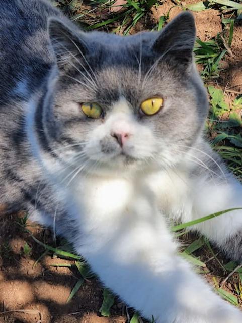 British Shorthair Cat | Cats & Kittens | Gumtree Australia Cooma-Monaro ...