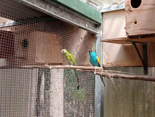 Hooded Parrots for Sale | Birds | Gumtree Australia Redland Area ...