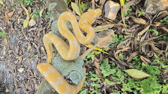 Sunglow Carpet Python Male | Reptiles & Amphibians | Gumtree Australia ...