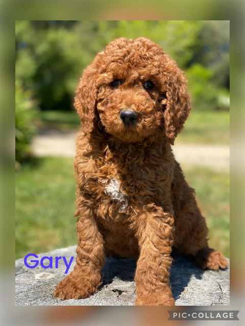 Stunning Medium Red Groodles - Ready now | Dogs & Puppies | Gumtree ...