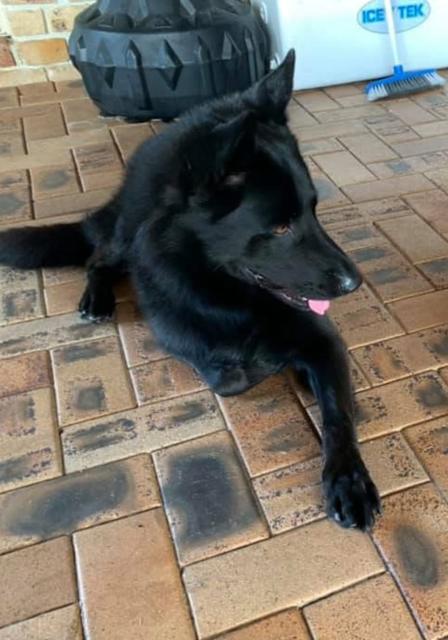 7 Year Old Pure German Shepard Black | Dogs & Puppies | Gumtree ...