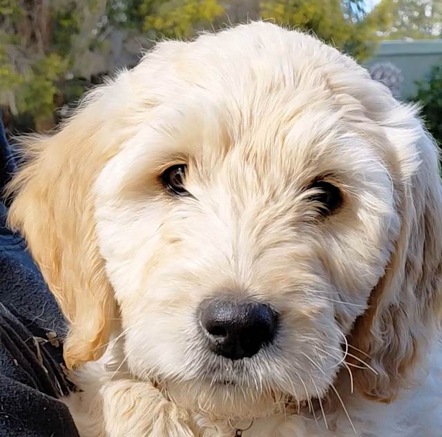 Double doodle puppy | Dogs & Puppies | Gumtree Australia Penrith Area ...
