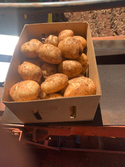 Wanted all rounder for upcoming potato season | Farm Management ...