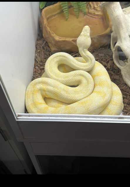 Male Albino Darwin python | Reptiles & Amphibians | Gumtree Australia ...