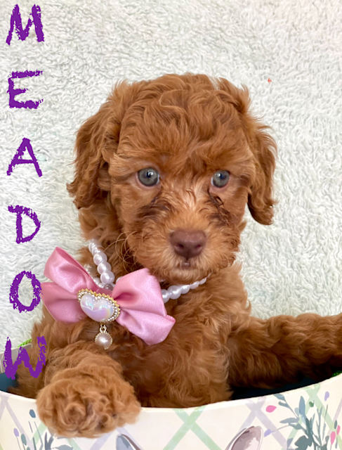 Ready this SATURDAY Teddy bear Chocolate and Ruby Toy Cavoodle | Dogs ...