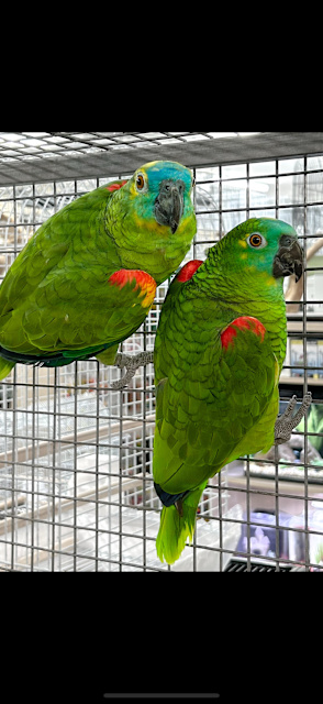 Breeding Pair Blue Fronted Amazons | Birds | Gumtree Australia Rockdale ...