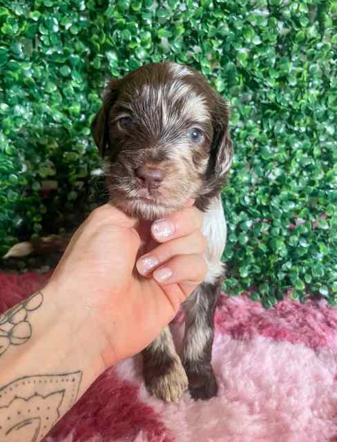 🌻 Rare Merle Groodles 🌻 | Dogs & Puppies | Gumtree Australia Logan Area ...