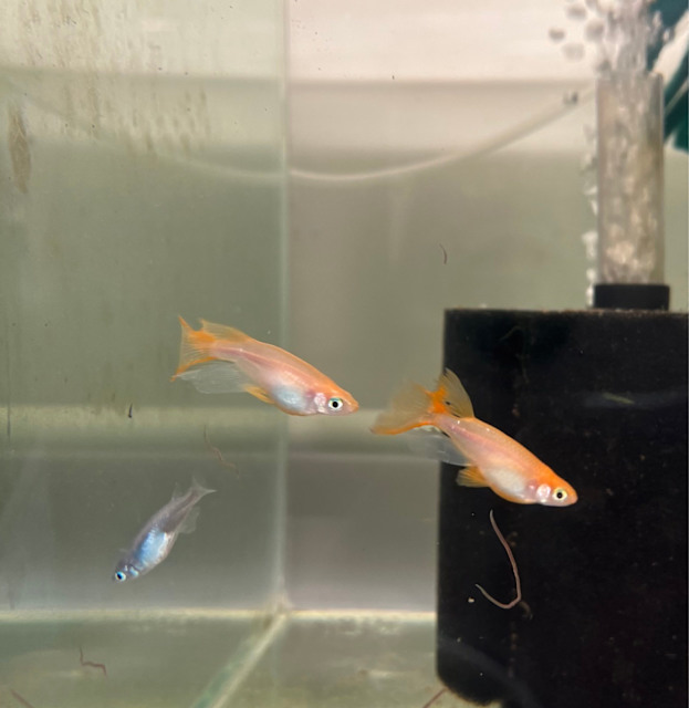 Mixed medaka rice fish red long fin platinum blue tiger | Fish ...