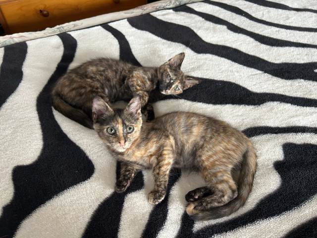 Two Kittens, 12 weeks, Female Tortoise Shell DSH | Cats & Kittens ...