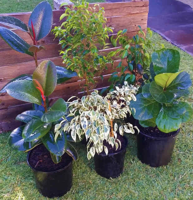 Ficus Variety Plants - Plants in Perth WA | Gumtree Australia