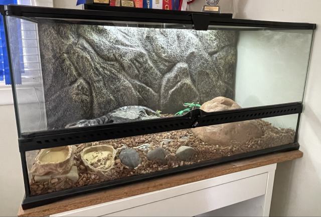 3x blue tongue lizards and enclosure | Reptiles & Amphibians | Gumtree ...