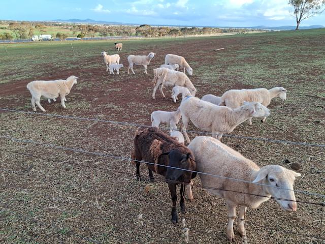 Sheep. Aussie White and Aussie white/dorper cross with lamb at foot ...
